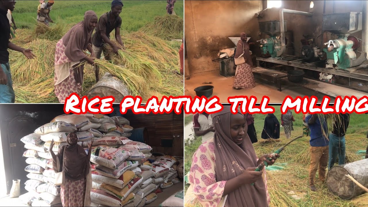 Rice farming & production in Nigeria || rice planting, harvesting and ...