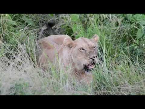 Keňa_Ngutuni Wildlife Sanctuary_lev pustinný - YouTube