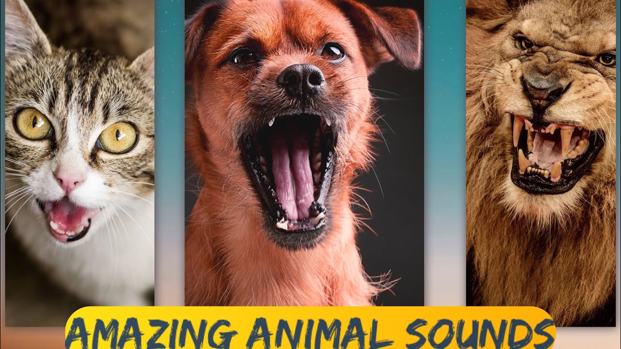 Exploring Animal Sounds: From Barks to Roars! - YouTube