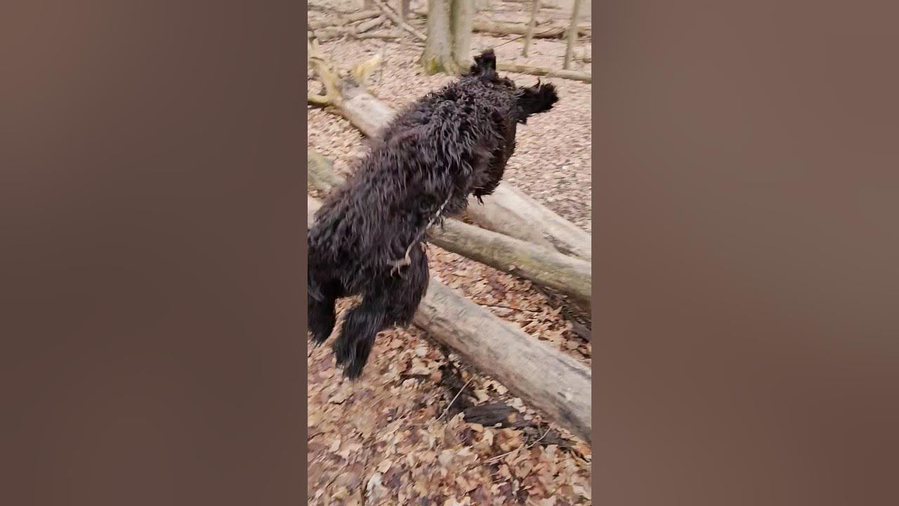 Parkour Nailed The Landing #parkour #dog #exercise #fitness #animals #nature - YouTube