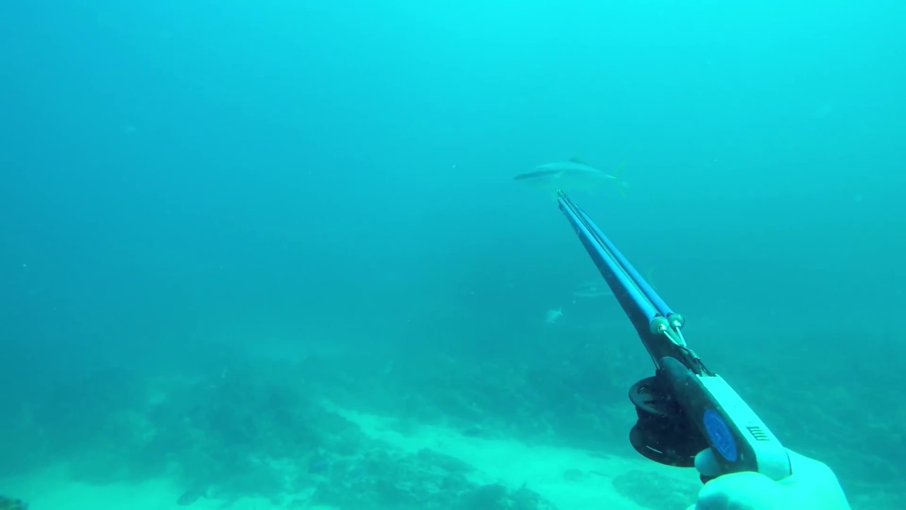 Spearfishing yellowtail at Skipskop Western Cape - YouTube
