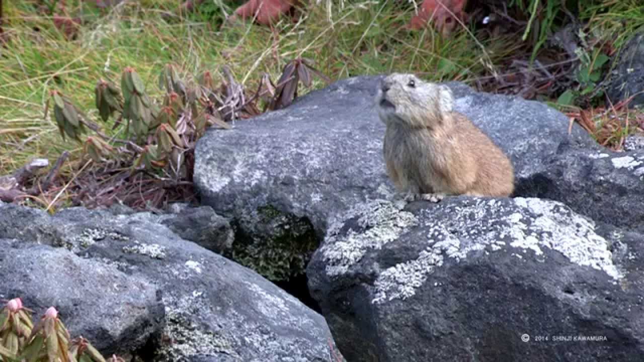 ナキウサギ 6 Japanese Pikas Calling Out : Cute animals in Nature - YouTube