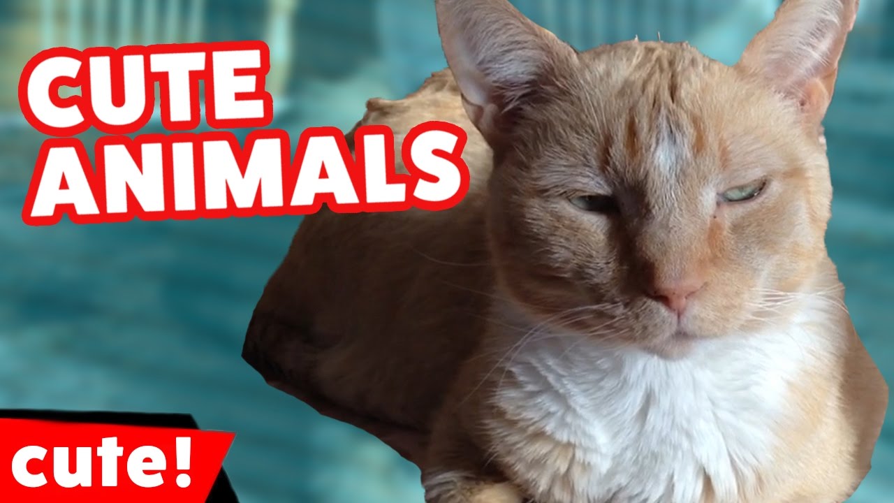 Funniest Cute Pet & Animal Bloopers, Outtakes & Clips 2016 Weekly ...