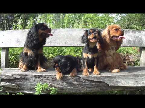 Tesa und Cavalier Babys of Sweetblackberry Juni 2012