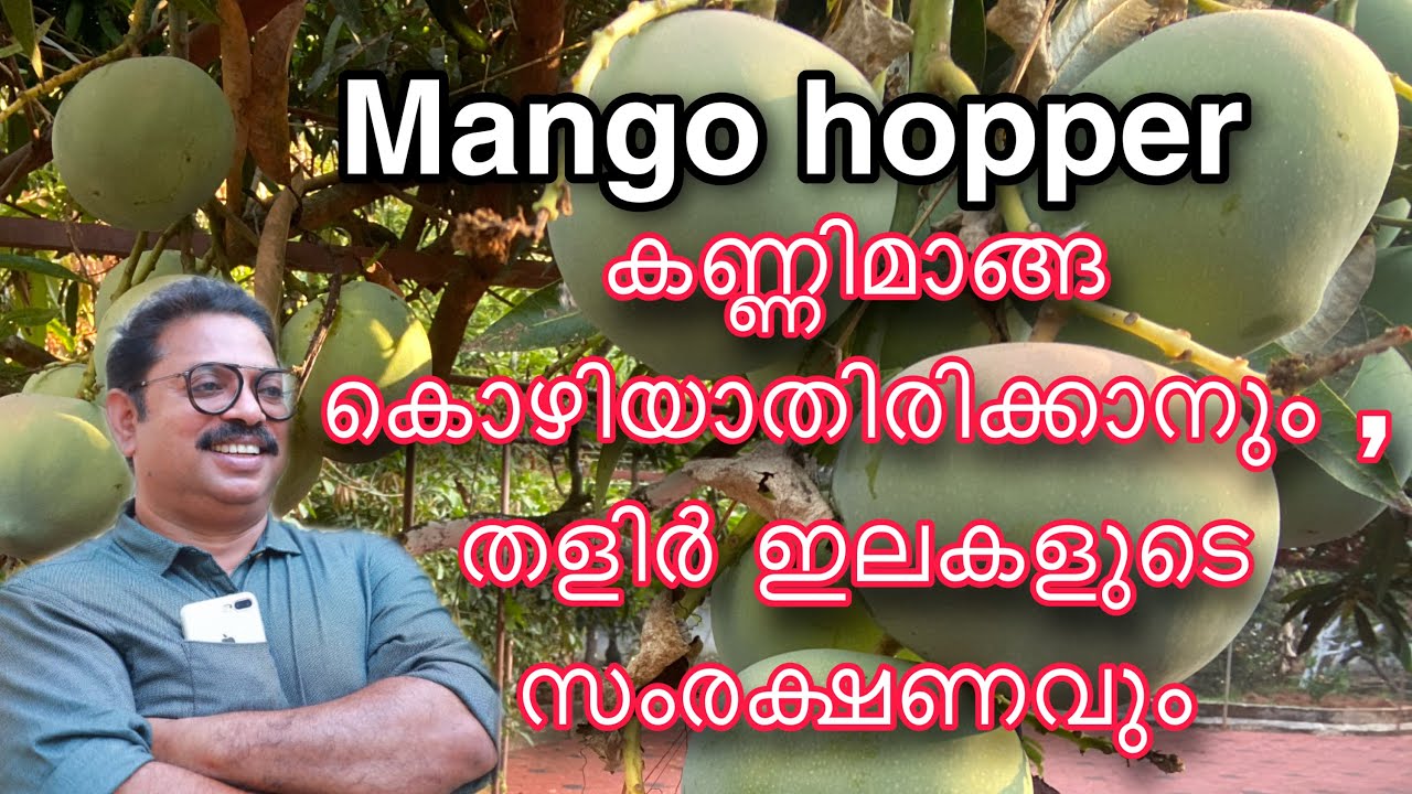 MANGO HOPPER MANAGEMENT & STEM ,SHOOT BORERS മാങ്ങയുടെ ഇളം തളിരും ...