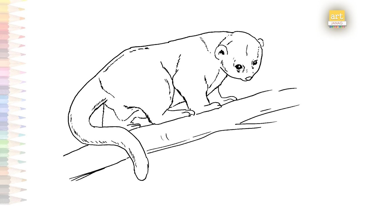 Kinkajou drawings | Easy drawing videos | How to draw Kinkajou step by ...