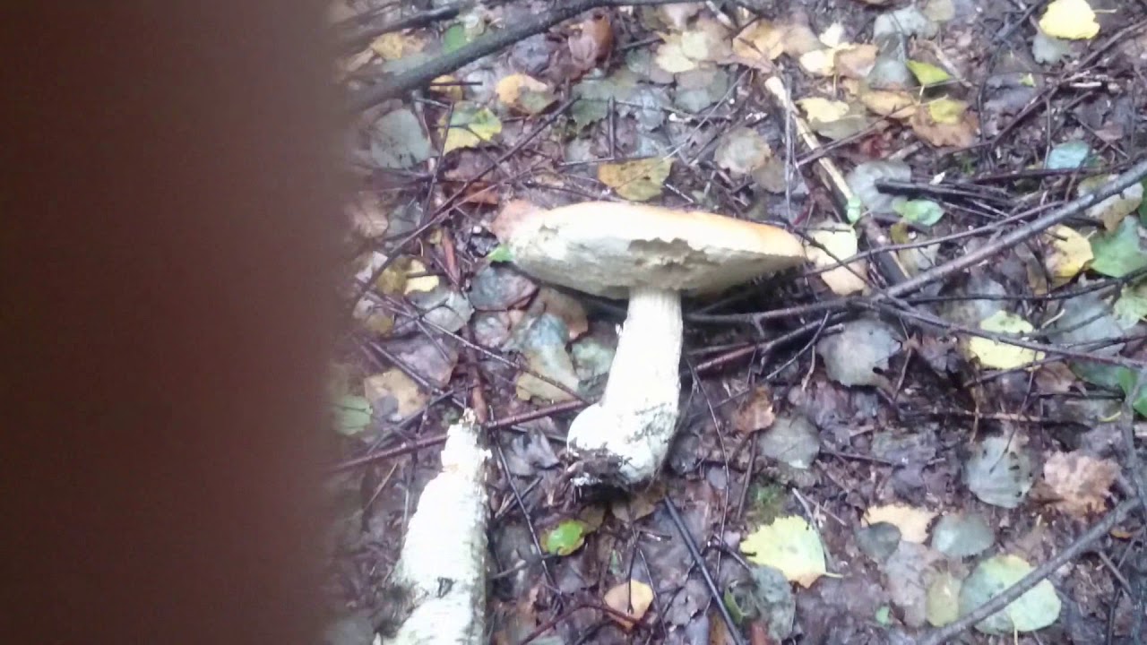 Hríb Kozák TUREK 2019 - YouTube