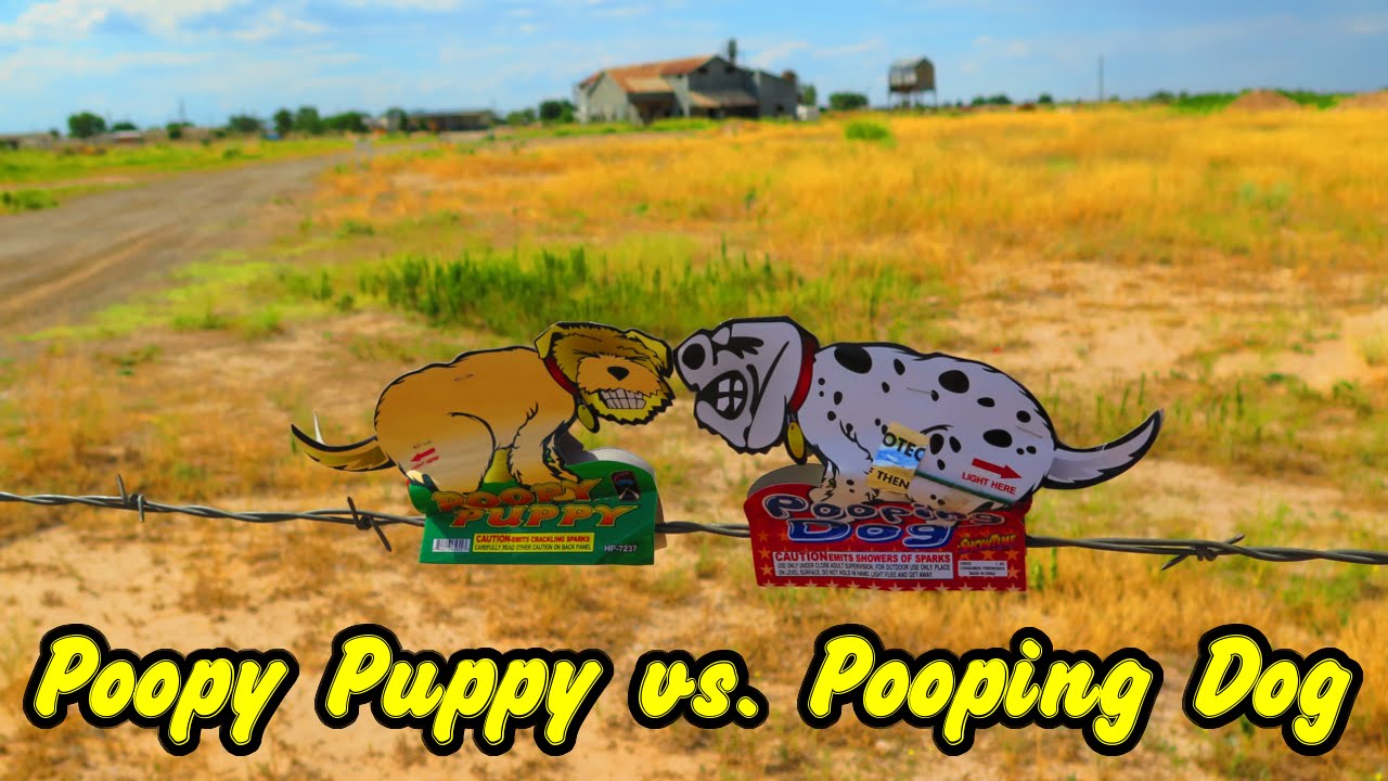Poopy Puppy vs. Pooping Dog! *HD* - YouTube