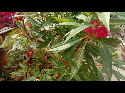 Green Nature Relaxation Video Beautiful Natural Green Scenery Refreshing Video For Green Trees