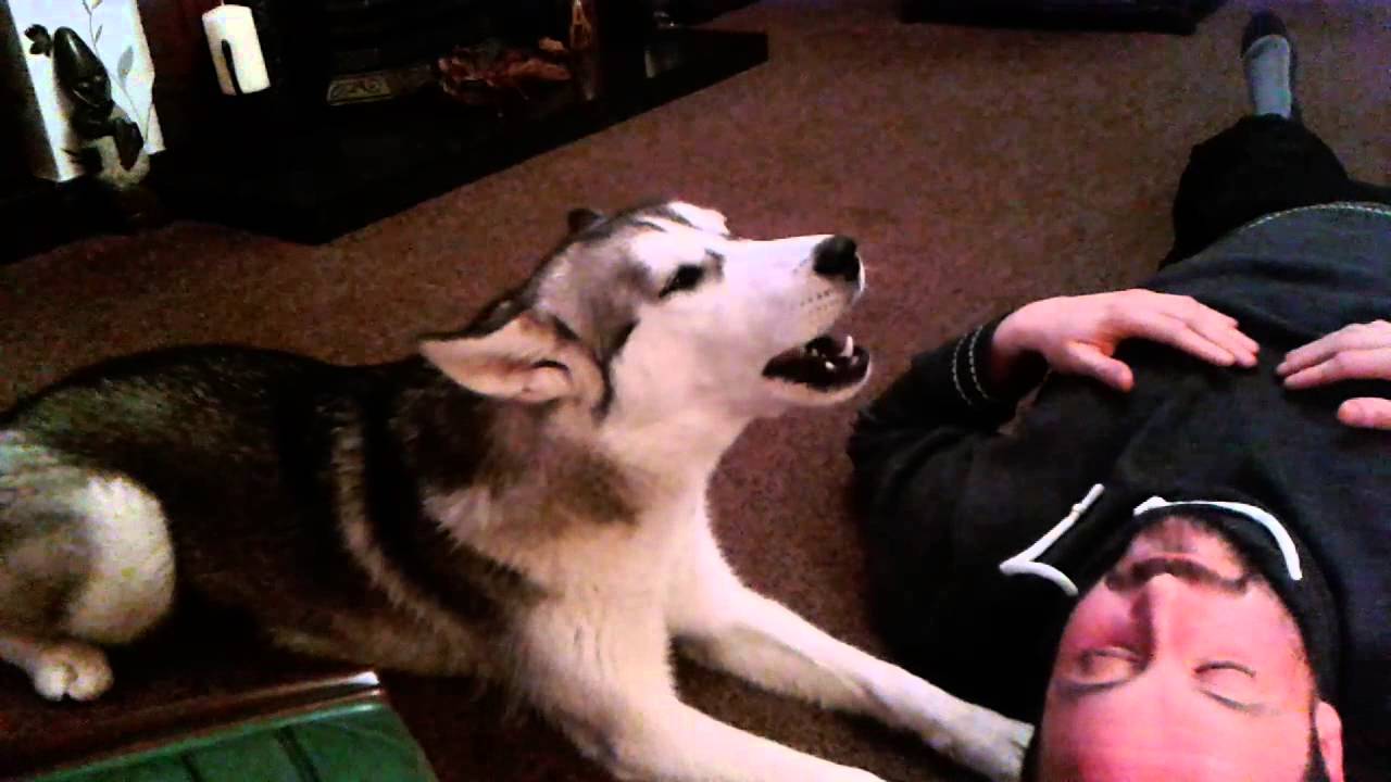 Husky singing - YouTube
