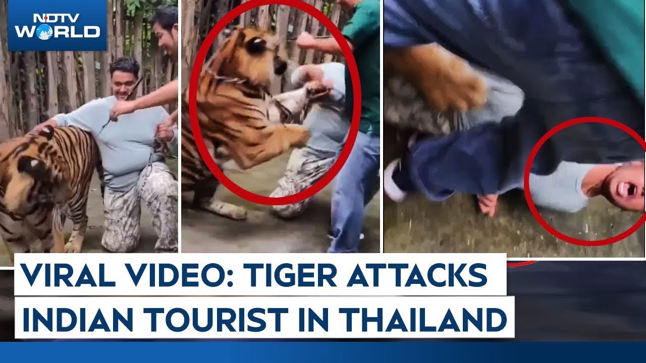 Tiger Attack Video: Indian Man Attempts Selfie With Tiger In Thailand ...