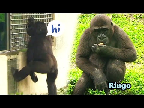 Ringo Loves Eating Walnuts!😋🌰🌰🌰🌰林戈喜歡吃核桃！ - YouTube