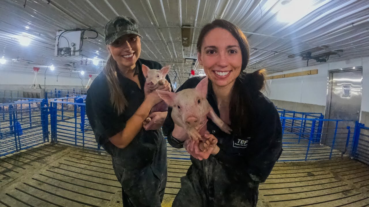 Pulling Fallback Piglets - YouTube