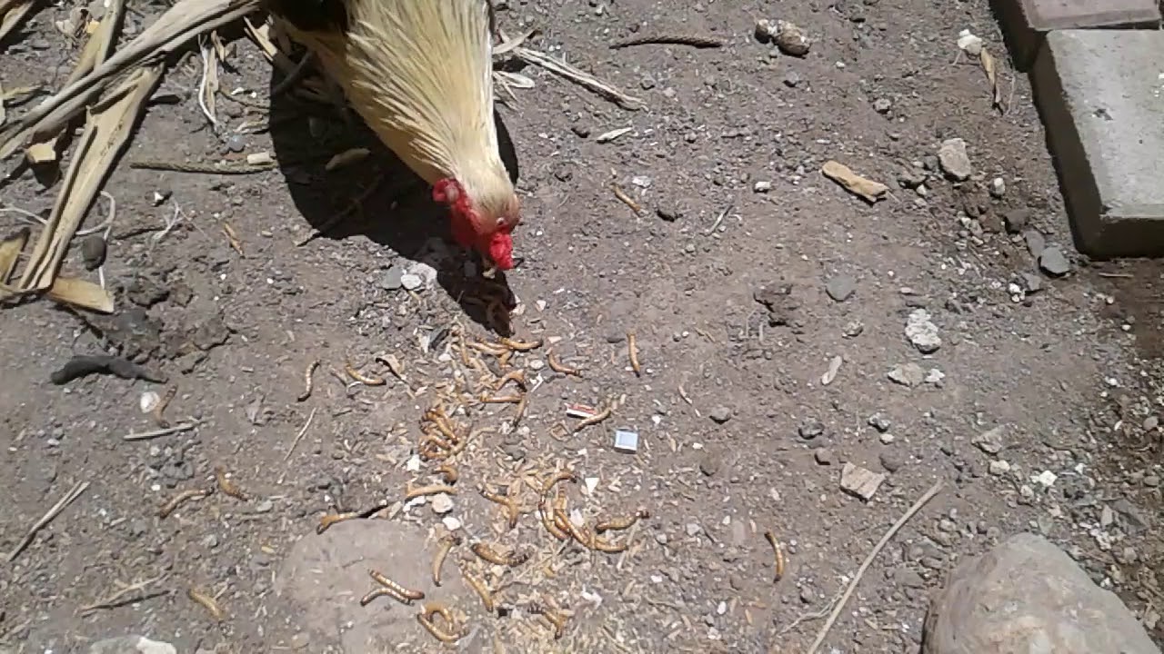 Alternatibong patuka sa mga alagang manok,superworm. - YouTube