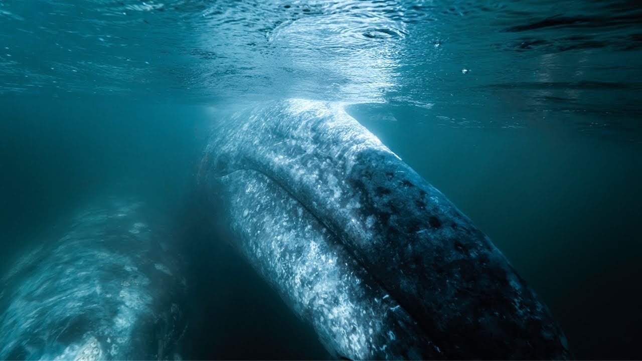 Grey Whale Bumps Camera With His Face | 4K Wildlife Footage - YouTube