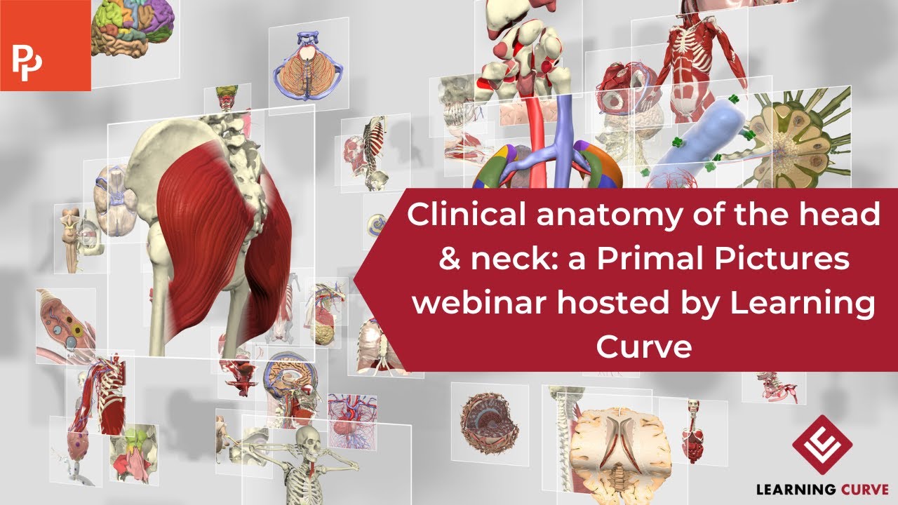 Clinical anatomy of the head & neck: From paper to practice - YouTube