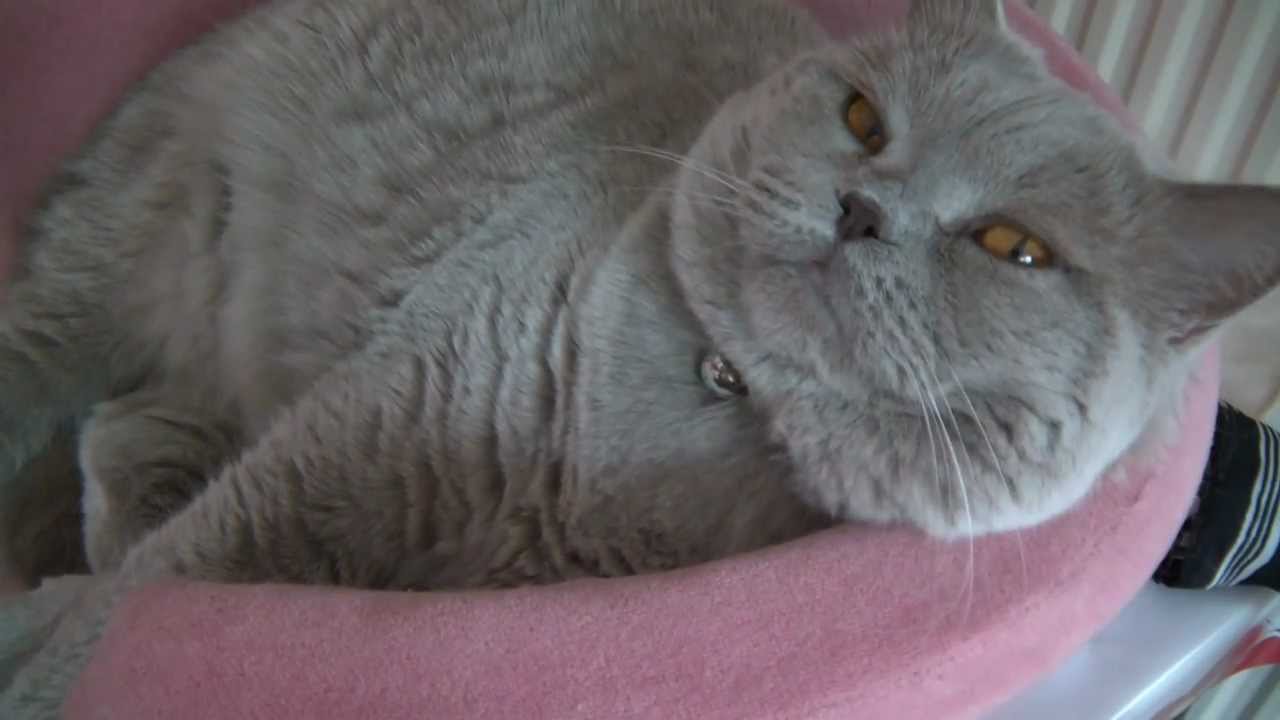 Ruby Cat - Comedy Series #2 - The Many Faces of Ruby Cat - YouTube