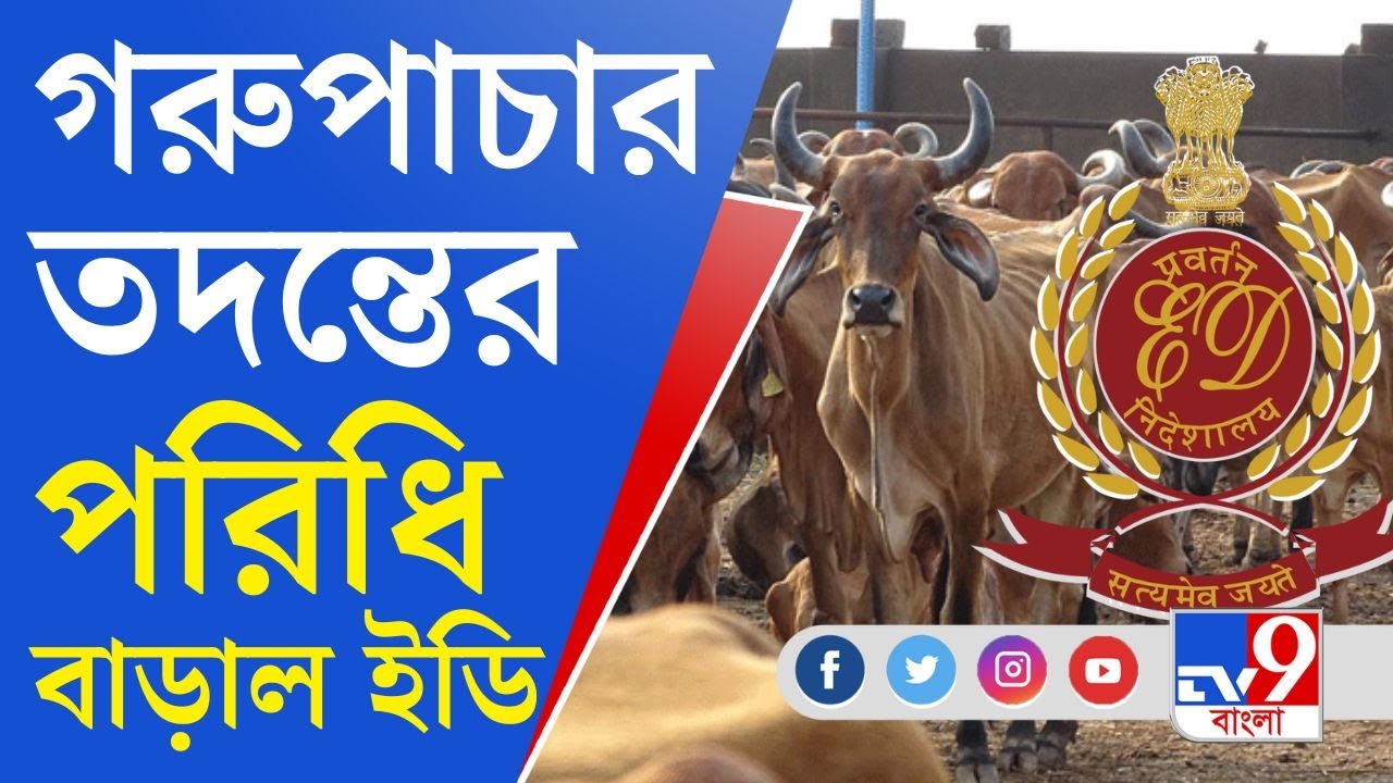 Cattle Scam News: মাটিয়া থানায় গরু পাচারের এফআইআর, তৎপরতা বাড়ল ইডির ...