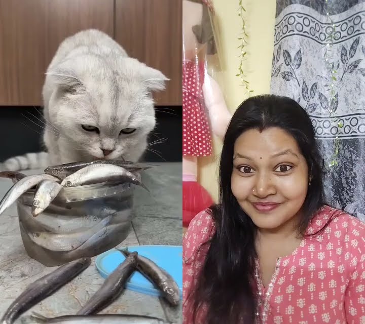 oh soniya #cat #cats #shorts - YouTube