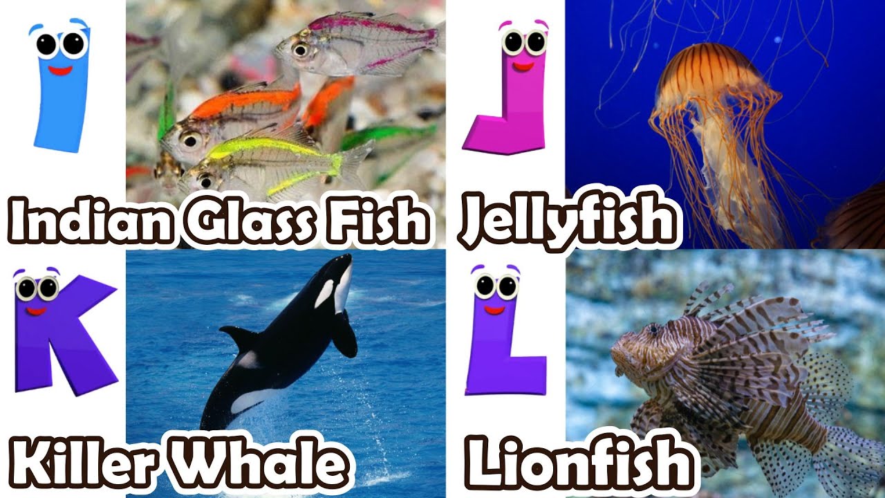 ABC Sea Animals song | Learn Alphabets | English and Animals for Kids ...