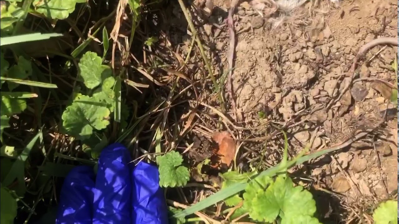 Mouse Decomposition: Day 3 (second recording) - YouTube