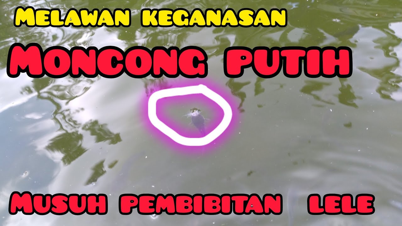 "moncong putih sang penghancur sendi2 ekonomi" perikanan - YouTube