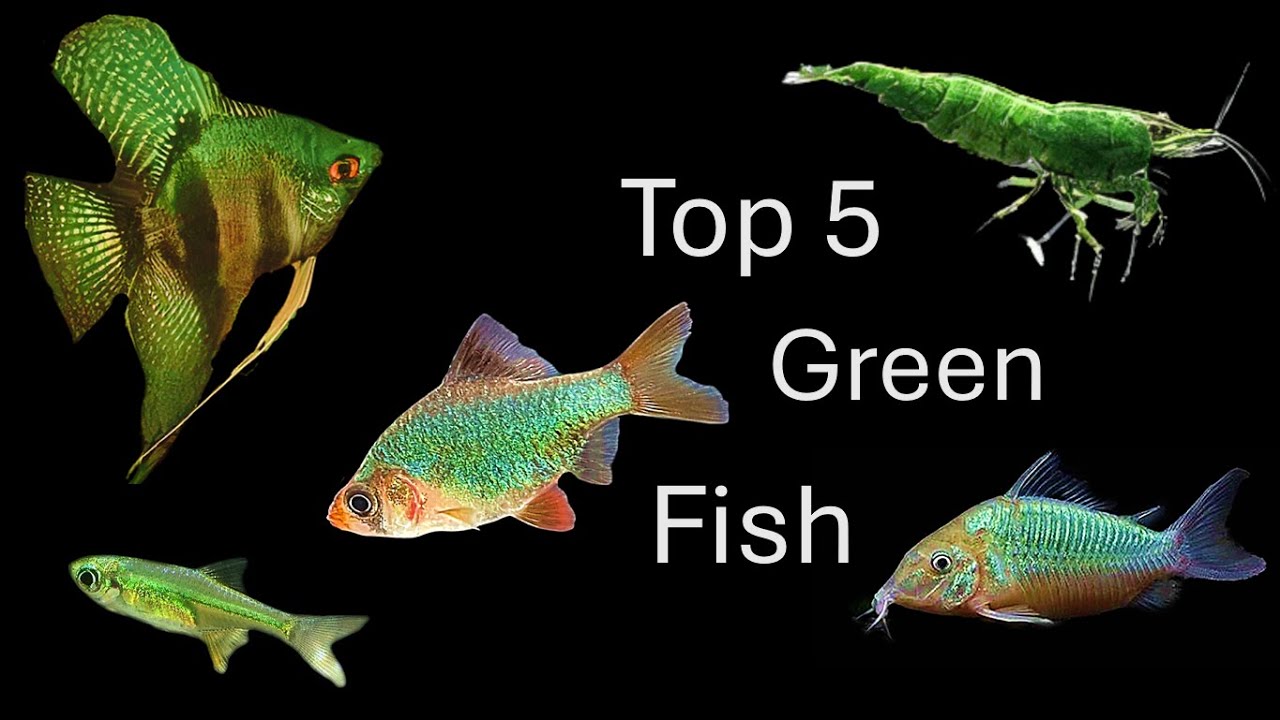 Top 5 Green Fish - a Unique Colour for your Aquarium - YouTube