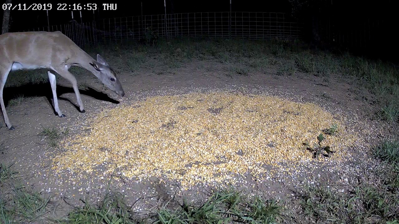Deer On Camera 7-11-19 (Wildlife Pen 2) - YouTube