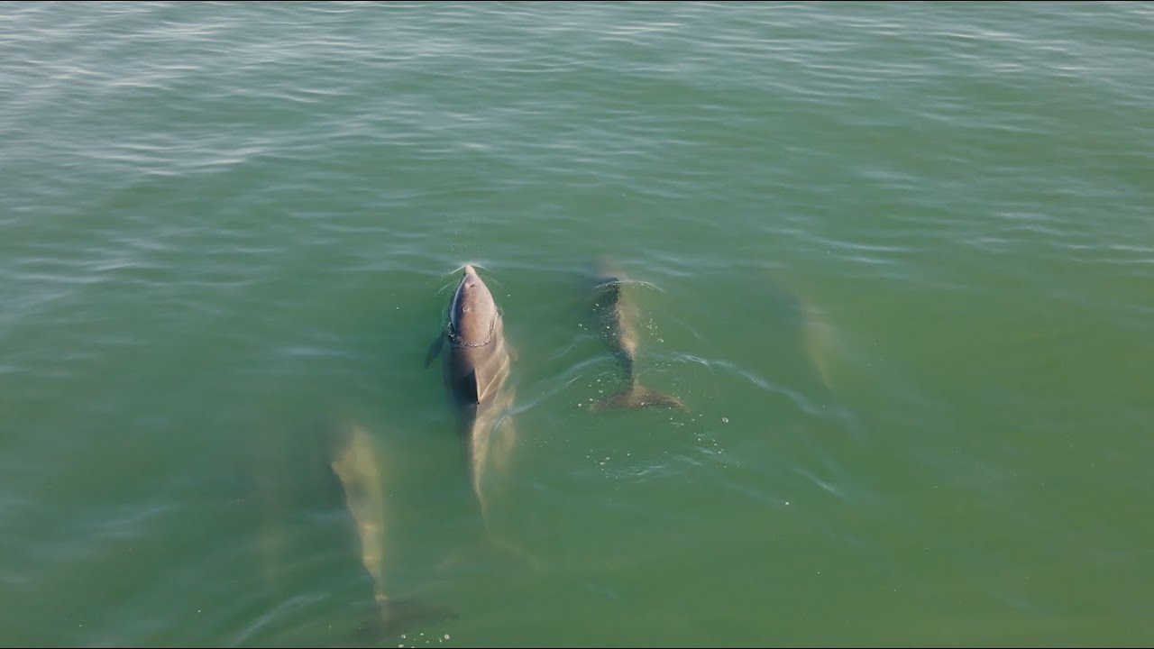 DOLPHINS//Atlantic Beach, NC - YouTube