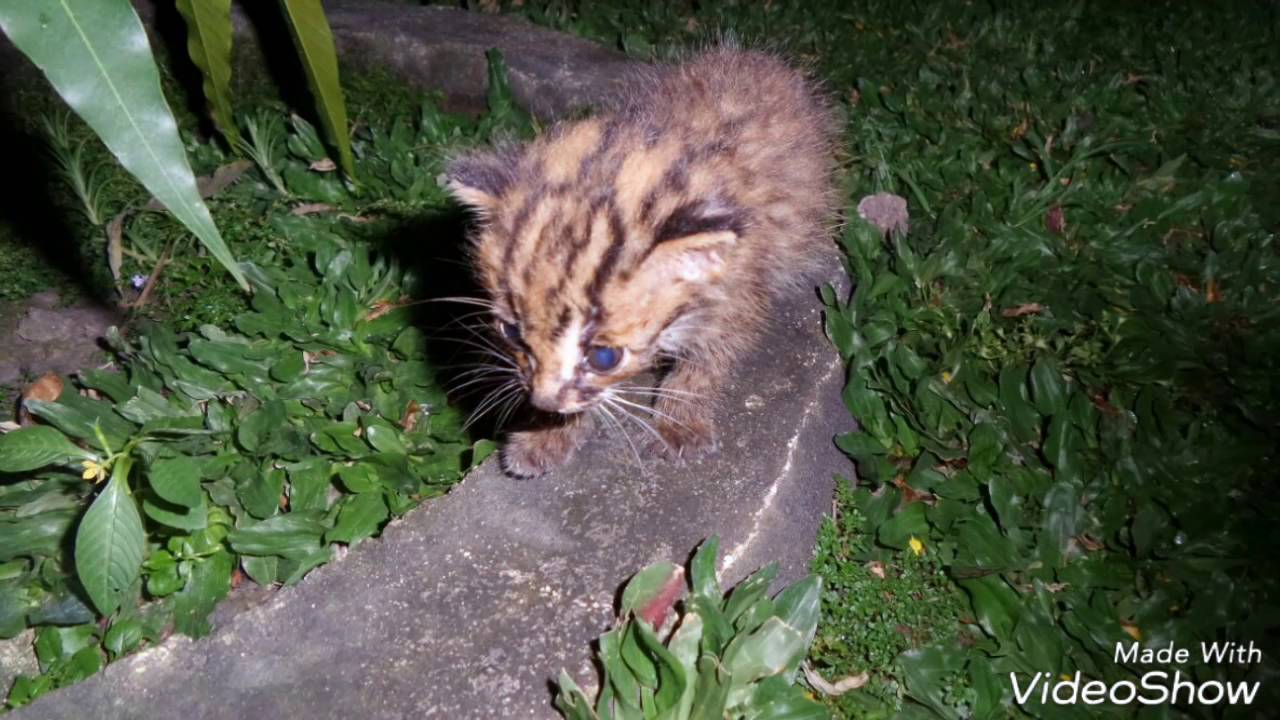 Macan Akar Youtube