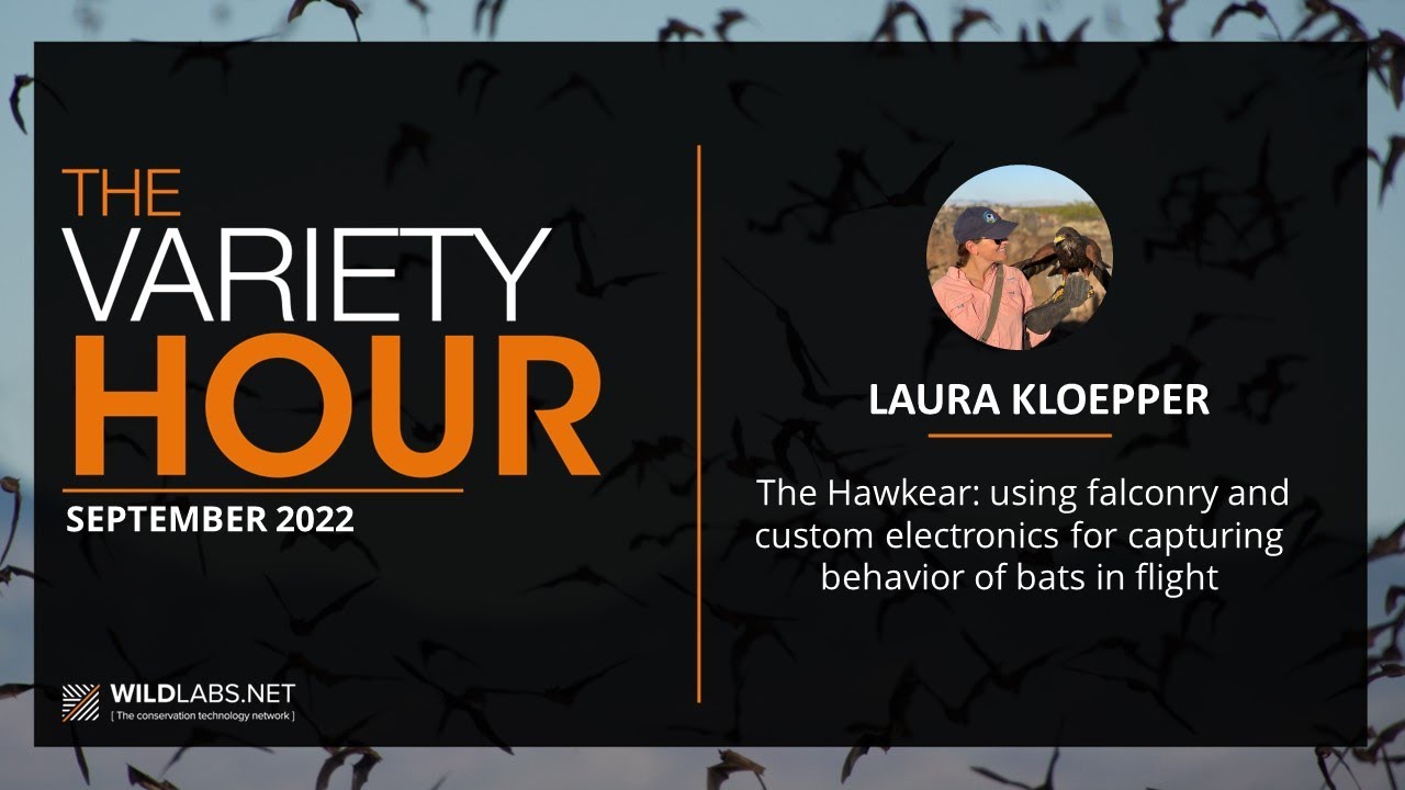 Laura Kloepper: The Hawkear - using falconry & custom electronics to ...