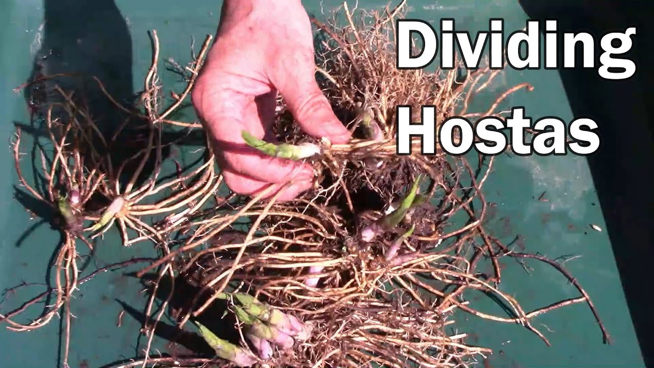 Dividing Hostas