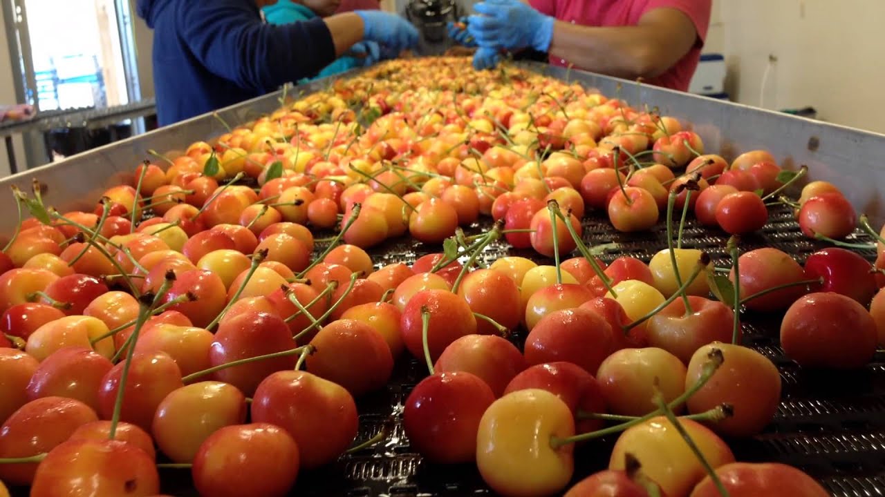 Cherry Packing Line - YouTube