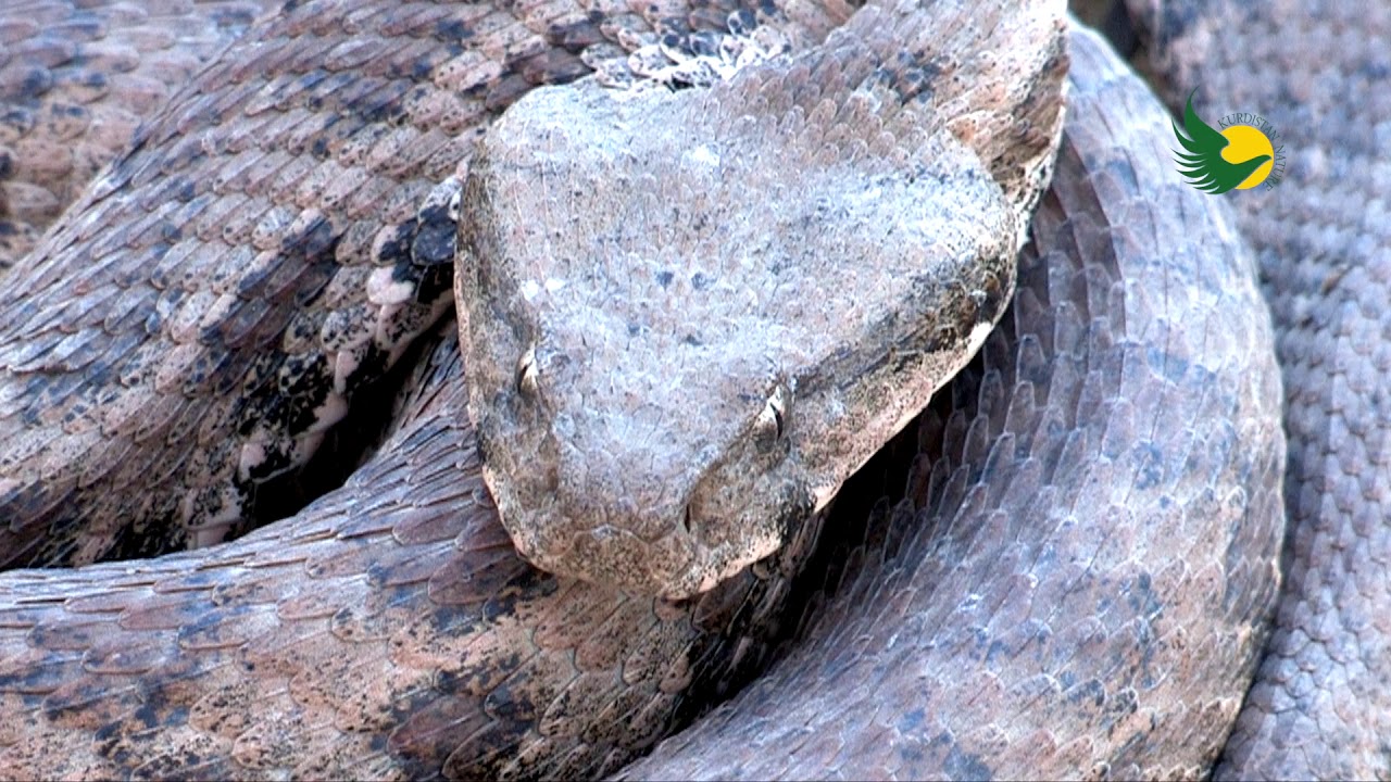 WILD KURDISTAN ..snake kurdistan iraq ARAM GHAFOOR - YouTube