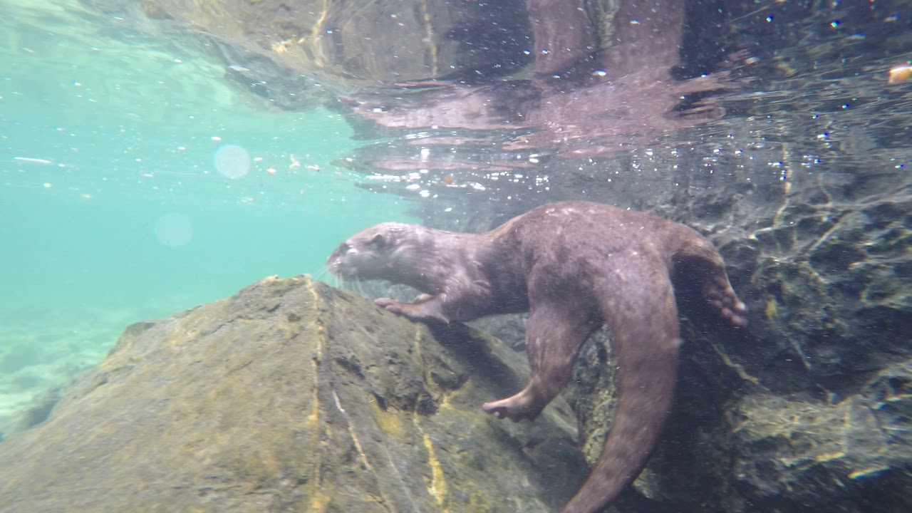OTTERS Swimming Underwater in a sea cove. Just beautiful how graceful ...