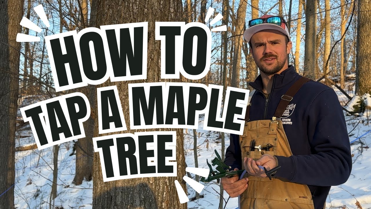 How to Tap a Maple Tree 101 - The basics of tapping a tree using lines ...