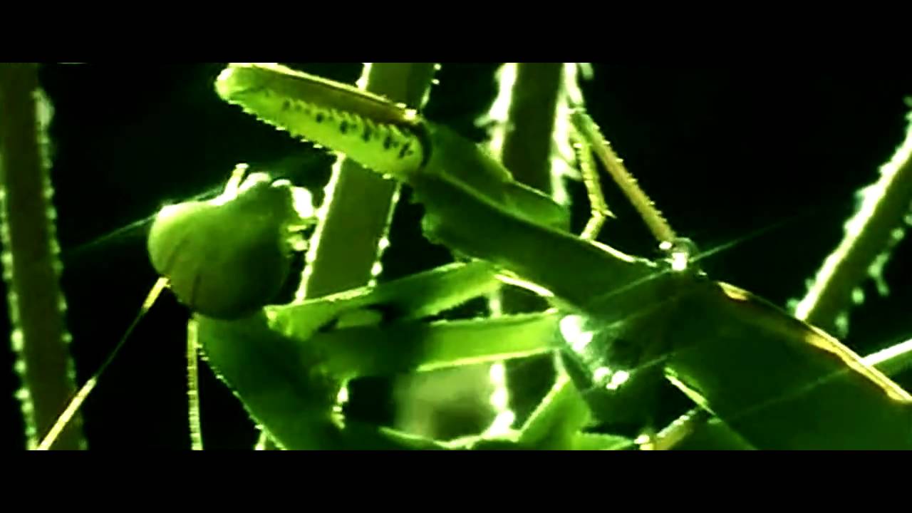 AMANTIS teaser - YouTube