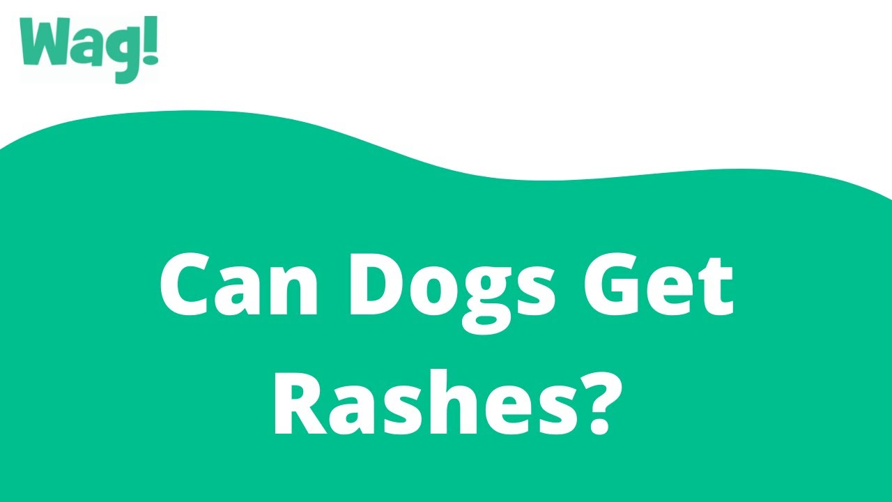Can Dogs Get Rashes Wag YouTube can-dogs-get-rashes-wag-youtube