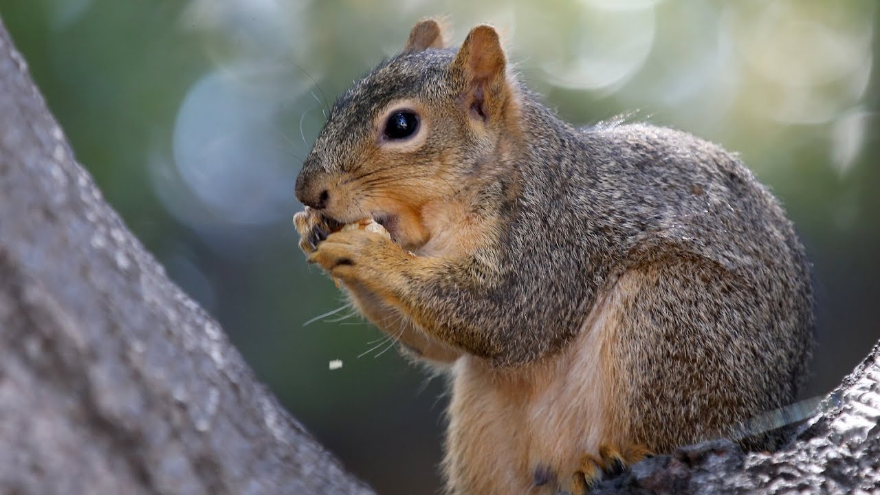 Berkeley students elect squirrel to school senate - YouTube