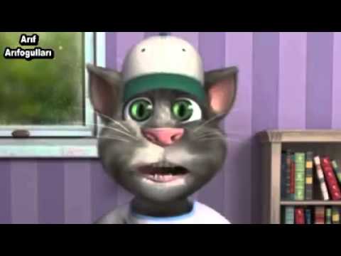 Tombul kedi