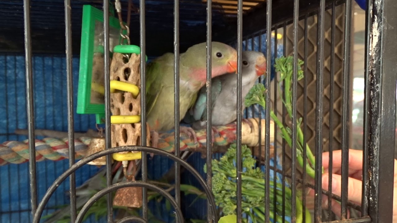 More of our Baby Princess Parrots - Part Two - Dec 21, 2019 - YouTube