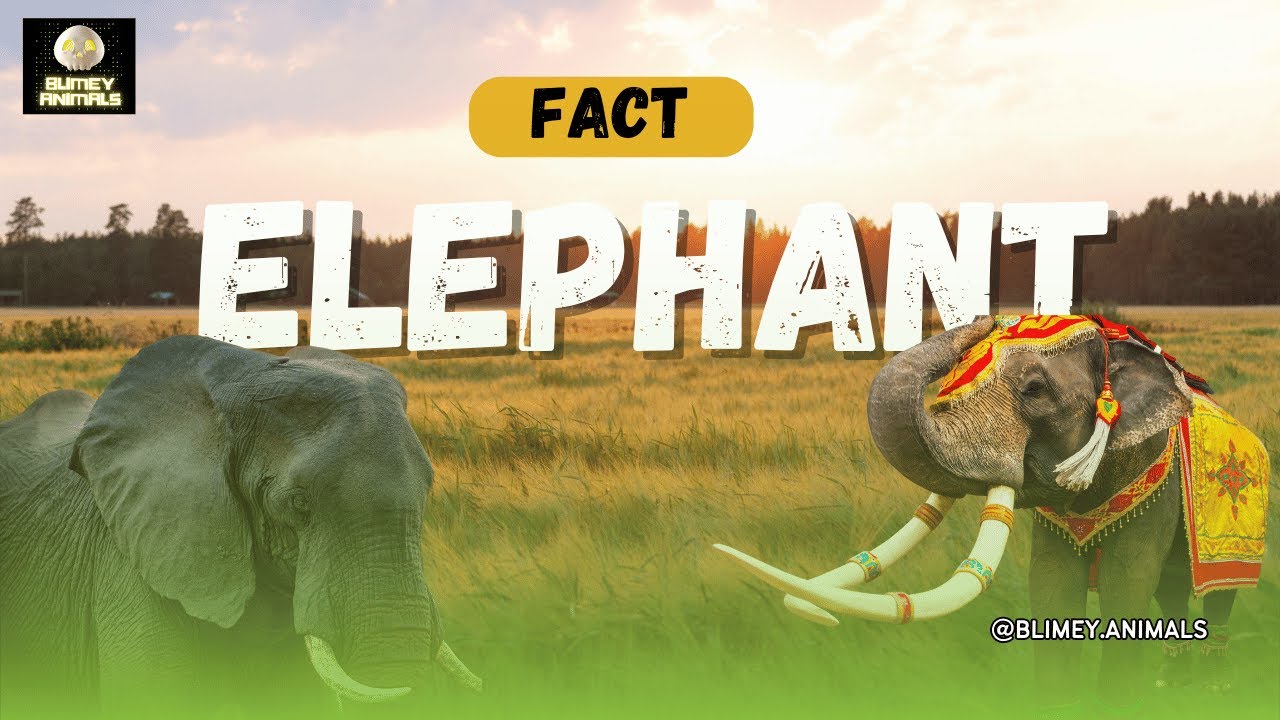 10 Unbelievable Elephant Facts That Will Change How You See Them - YouTube