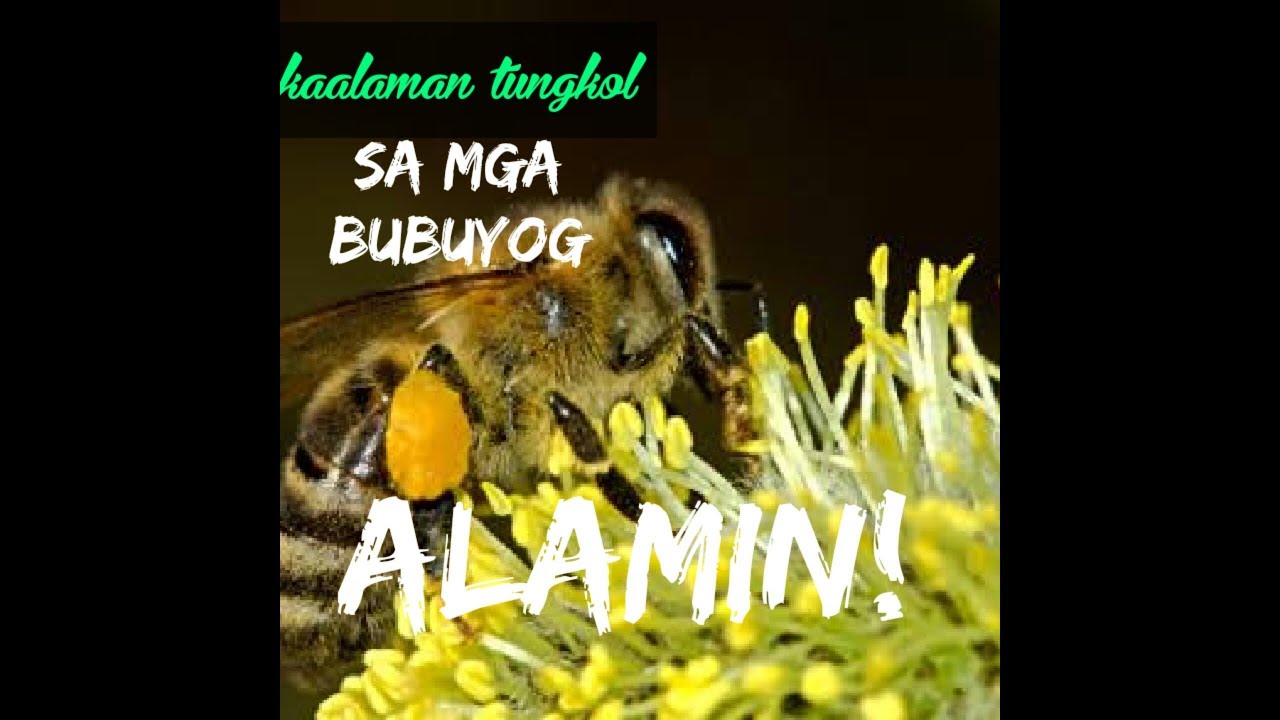 Kaalaman tungkol sa mga bubuyog (facts about bees) -betty facts tv ...