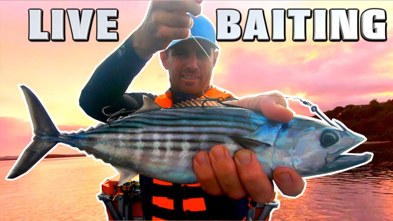 Live Baiting Cobia and Jew - YouTube
