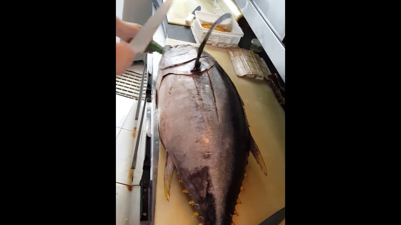 Atum grande escolhido pelo chef Fabiano no ceasa - YouTube