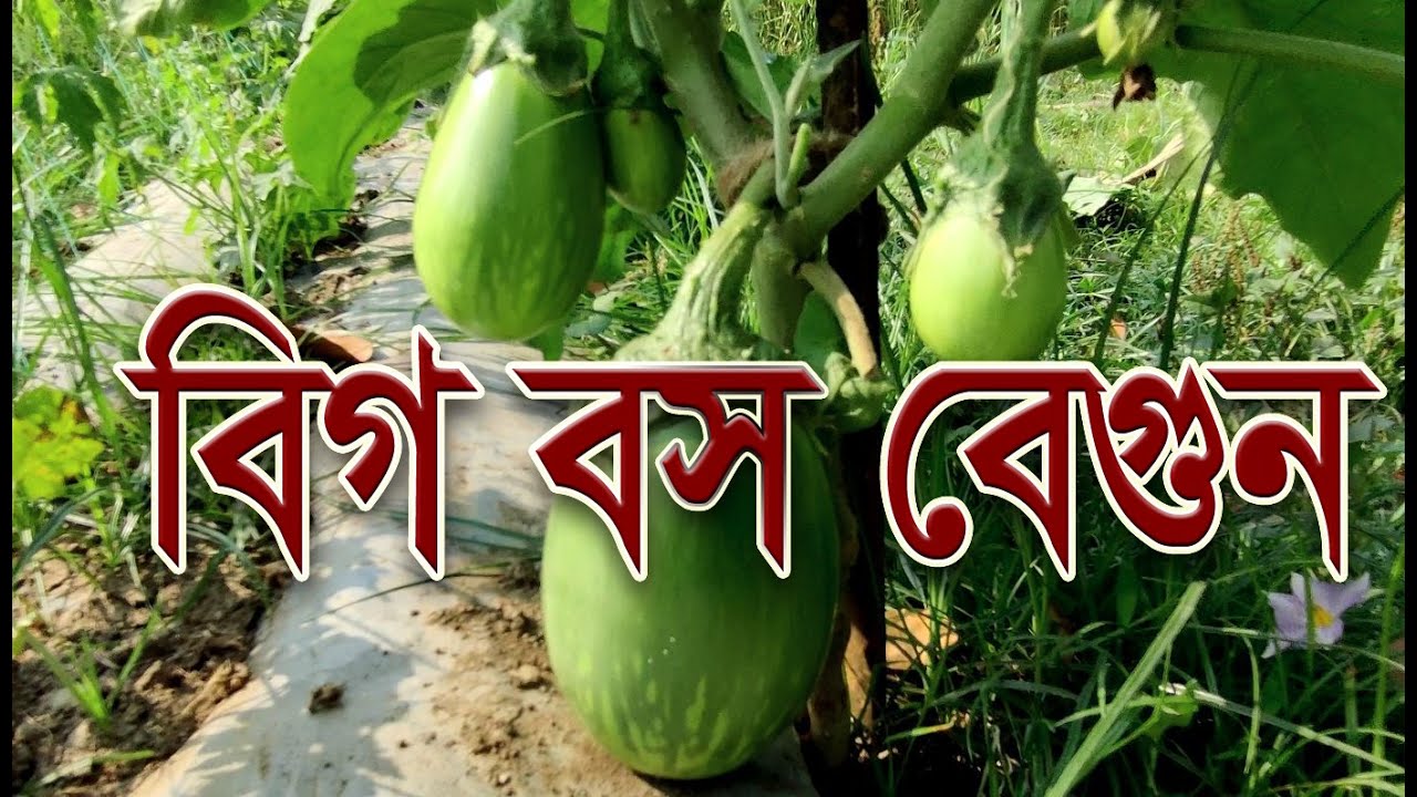 নামে যেমন বিগ বস কাজেও বিগ বস। Sadik Agro Farm - YouTube