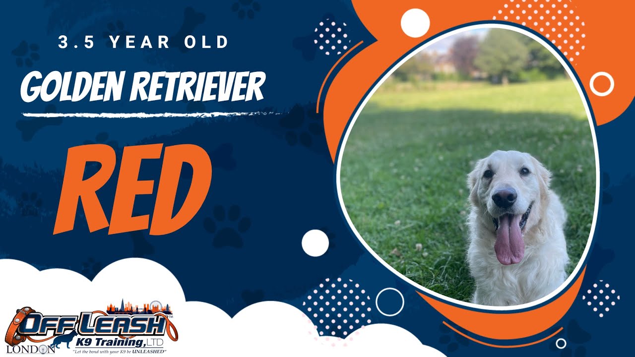 Best Golden Retriever Dog Training | Red | Dog Training in London - YouTube