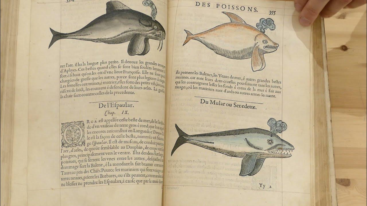 L'histoire des Poissons par Guillaume Rondelet. 1558. - YouTube