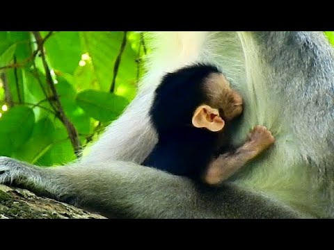 VERY ACTIVE MILK CUTE BABY ARIANA SHAKING HEAD FINDING MILK WHEN MOM ...