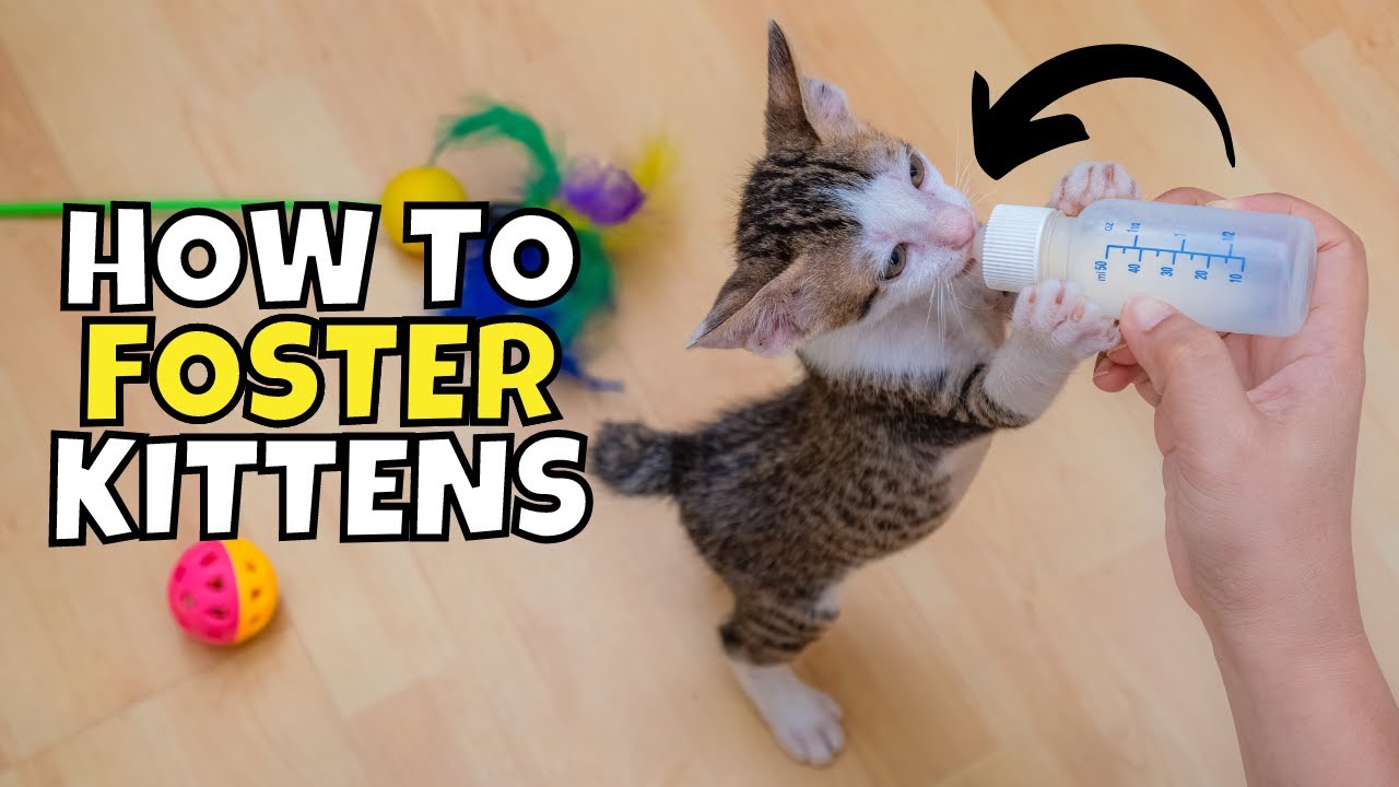 How to Foster Kittens (Do YOU Have What it Takes?) - YouTube